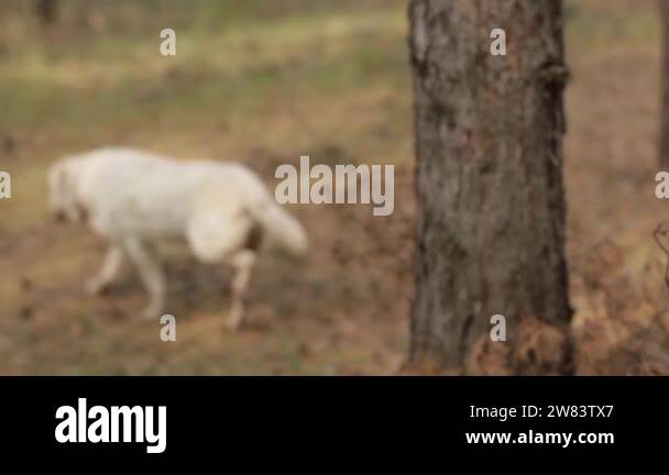 Labrador retriever female yellow Stock Videos & Footage - HD and 4K ...