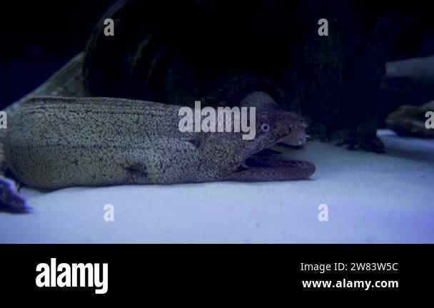 Moray eel with sharp teeth opening and closing it's mouth in sea ...