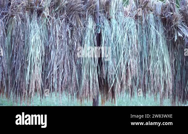 Drying rice japan Stock Videos & Footage - HD and 4K Video Clips - Alamy