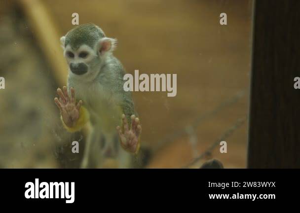 Monkey glass Stock Videos & Footage - HD and 4K Video Clips - Alamy