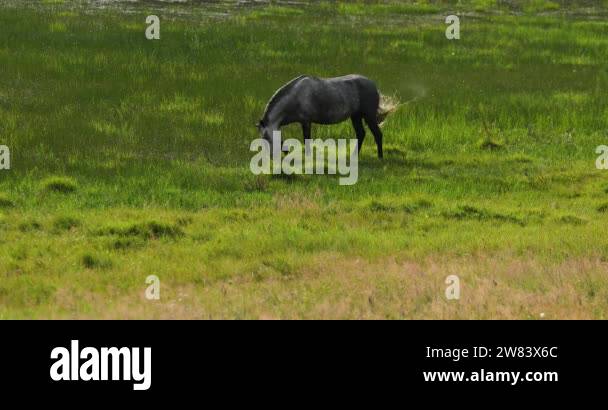 Repelling insects Stock Videos & Footage - HD and 4K Video Clips - Alamy