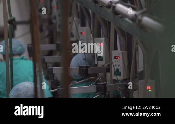 A milkmaid connects the milking machine. The cows udder. milking cows ...