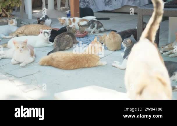 Sunbathing cats Stock Videos & Footage - HD and 4K Video Clips - Alamy