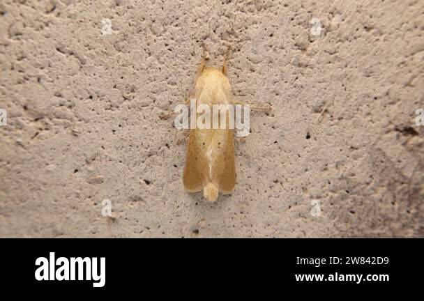 Snake head butterfly Stock Videos & Footage - HD and 4K Video Clips - Alamy