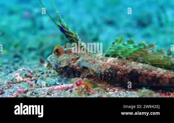 Dactylopus vulgaris commonly known as the Finger Dragon, is a species ...