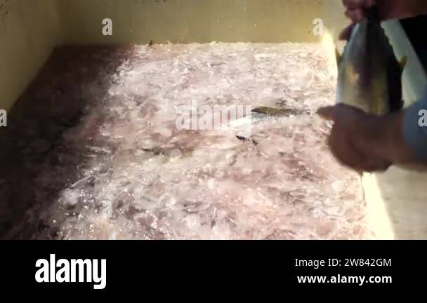 Fish port container Stock Videos & Footage - HD and 4K Video Clips - Alamy