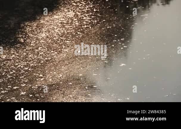Synthetic lake Stock Videos & Footage - HD and 4K Video Clips - Alamy