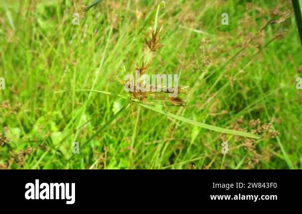Cyperus rotundus (coco-grass, Java grass, nut grass, purple nut sedge ...