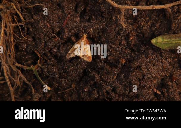 Bugs moth moths Stock Videos & Footage - HD and 4K Video Clips - Alamy