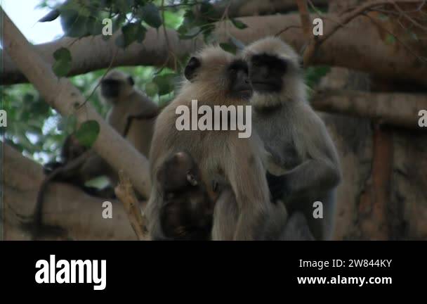 Monkey and birds in india Stock Video Footage - Alamy