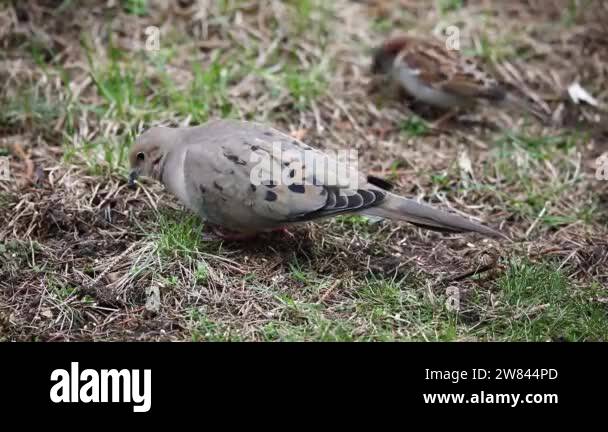 The mourning dove (Zenaida macroura) also known as the American ...