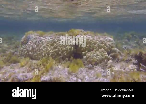 The once beautiful coral reef is overgrown with algae as result of ...