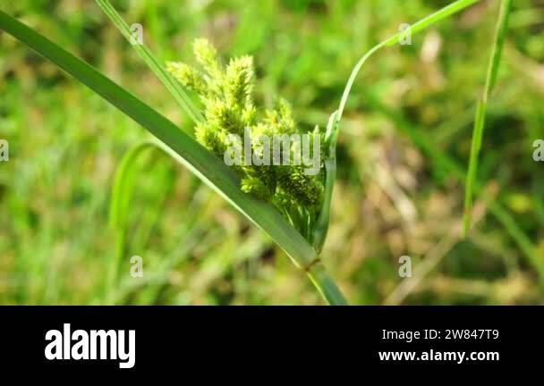 Cyperus rotundus (coco-grass, Java grass, nut grass, purple nut sedge ...