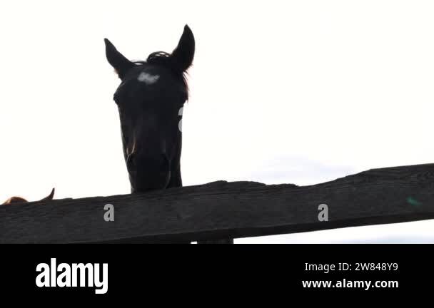 White forehead black horse Stock Videos & Footage - HD and 4K Video ...