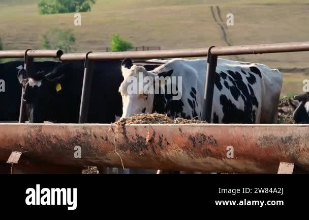 Combined fodder Stock Videos & Footage - HD and 4K Video Clips - Alamy