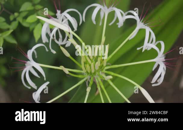 Veld flower Stock Videos & Footage - HD and 4K Video Clips - Alamy