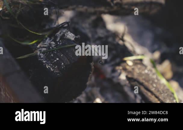 Smoldering logs in nature, increased fire hazard in hot climates, smoke ...