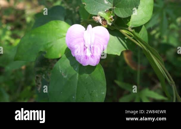 Wild pea plant Stock Videos & Footage - HD and 4K Video Clips - Alamy