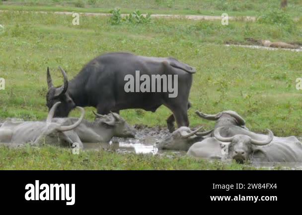 many Domestic Asian water buffalo enjoys soaking in a mud on a hot day ...