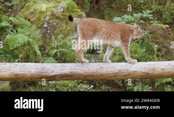 Bobcat side view Stock Videos & Footage - HD and 4K Video Clips - Alamy
