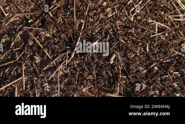Big anthill with colony of ants in forest woods. Large colony of red ...