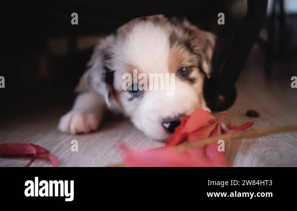 Australian shepherd blue merle Stock Videos & Footage - HD and 4K Video ...