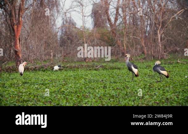 Sub crown Stock Videos & Footage - HD and 4K Video Clips - Alamy