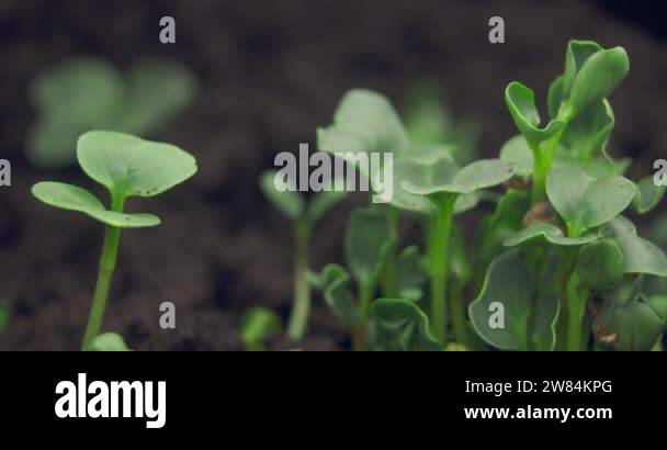 Germinating Seed Growing in Ground Agriculture Spring Summer Timelapse ...