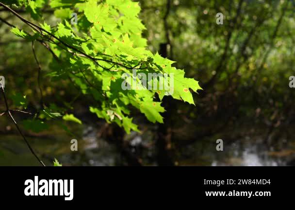 Swamp maple Stock Videos & Footage - HD and 4K Video Clips - Alamy