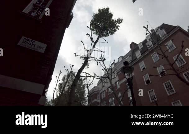 Branches Falling From Tree Cut By Arborist In London. Low Angle ...