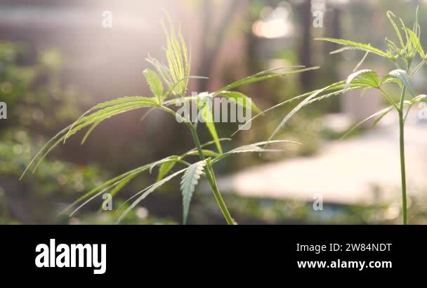 Green Marijuana tree cannabis plant narcotic herbal in greenhouse. Hemp ...