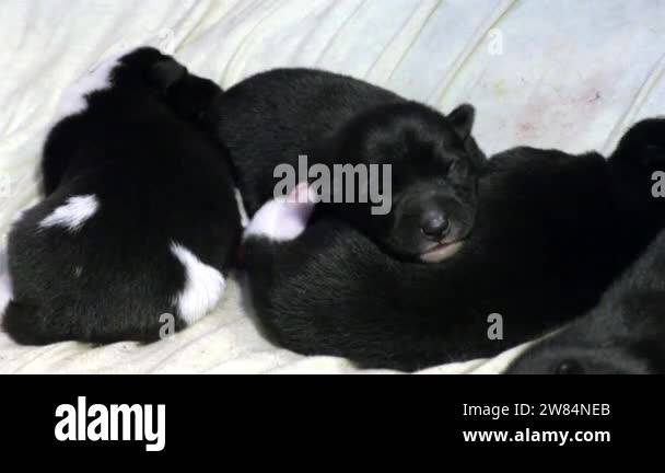 Newborn puppies are sleeping. The suckling period of blind children of ...
