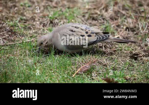 The mourning dove (Zenaida macroura) also known as the American ...