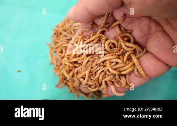 mealworms on the hand, larva, larvae Stages of the mealworm - the life ...