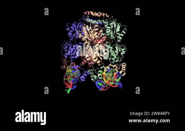 Lactose operon repressor of E. coli bound to 21-base pair symmetric ...