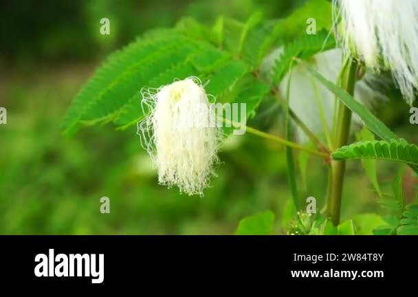 Chinese silk tree Stock Videos & Footage - HD and 4K Video Clips - Alamy