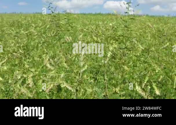 Field of Mongolian milkvetch (Astragalus membranaceus). Aerial view ...