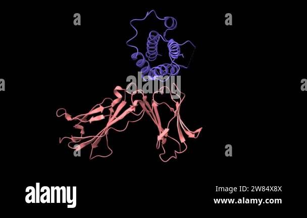 Structure of human interleukin-7 (blue) in complex with its alpha ...