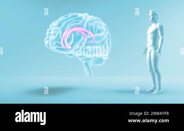 brain with body anterior view, cingulate gyrus limbic lobe Stock Video ...