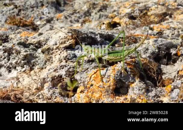 Predatory bush cricket, or the spiked magician (Saga pedo, Orthoptera ...