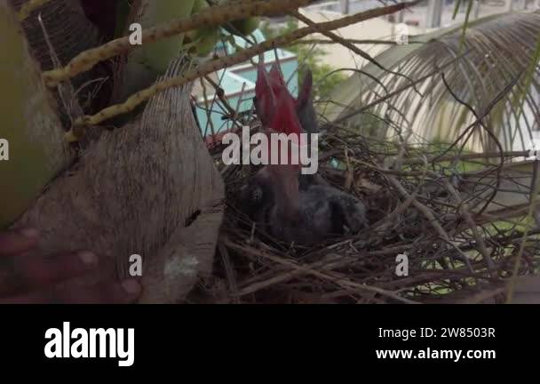 Baby crow is lying in the nest and hatching waiting for their mother ...