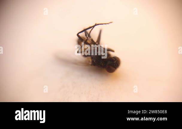 A fly under a microscope. dead housefly from repellents on white ...