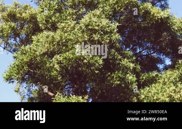 Australian wattle tree Stock Videos & Footage - HD and 4K Video Clips ...