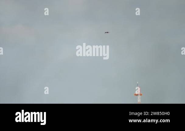 Bird shot sky Stock Videos & Footage - HD and 4K Video Clips - Alamy