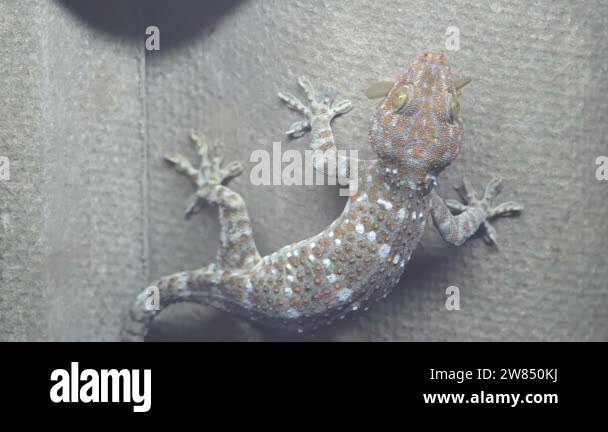 Swamp insects Stock Videos & Footage - HD and 4K Video Clips - Alamy