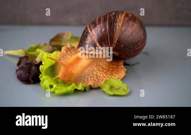 Sick snail Stock Videos & Footage - HD and 4K Video Clips - Alamy