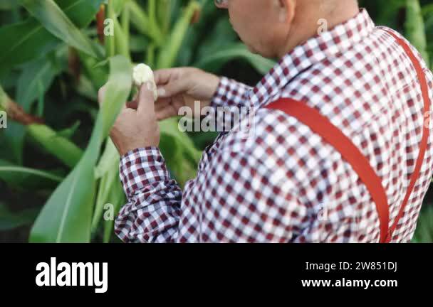 Agriculture Corn Farm Harvest. Golden Corn Growing. Corn Harvest ...