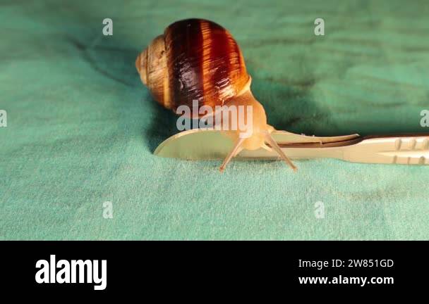 Snail walks on a surgical blade unharmed. When the snail crawls, it ...