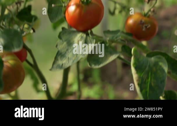 Harvesting tomato in a greenhouse. Camera movement from tomatoes on a ...