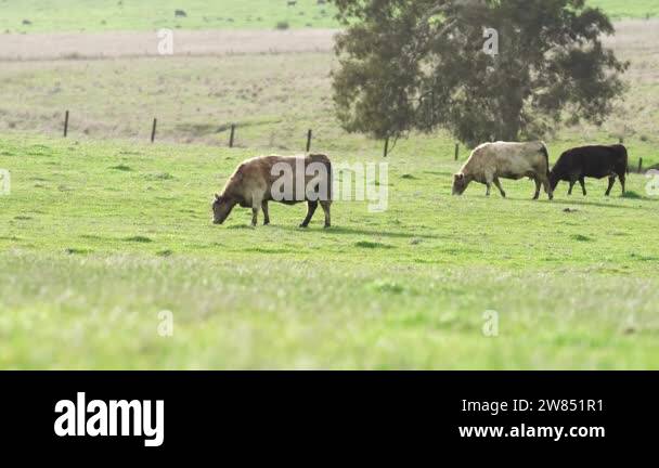 Close up of beef cows and calves grazing on grass in Australia, on a ...